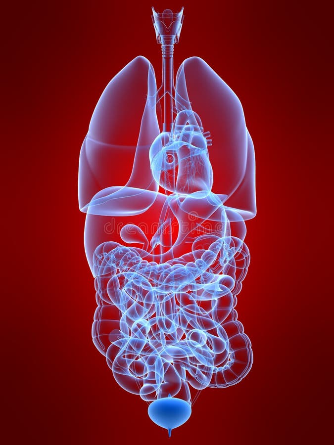 Vejiga destacada stock de ilustración. Ilustración de médico - 5970965