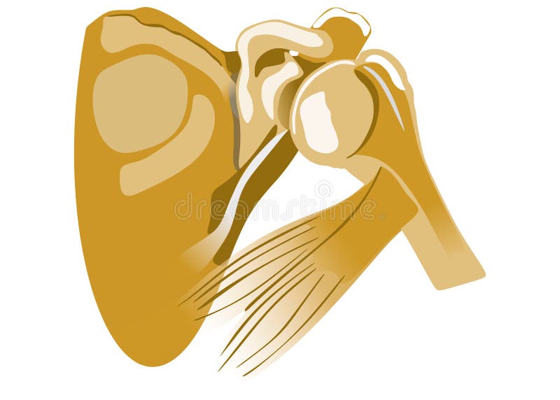 Vektor Humerus Knochen Der Humanmedizin Vektor Abbildung - Illustration ...