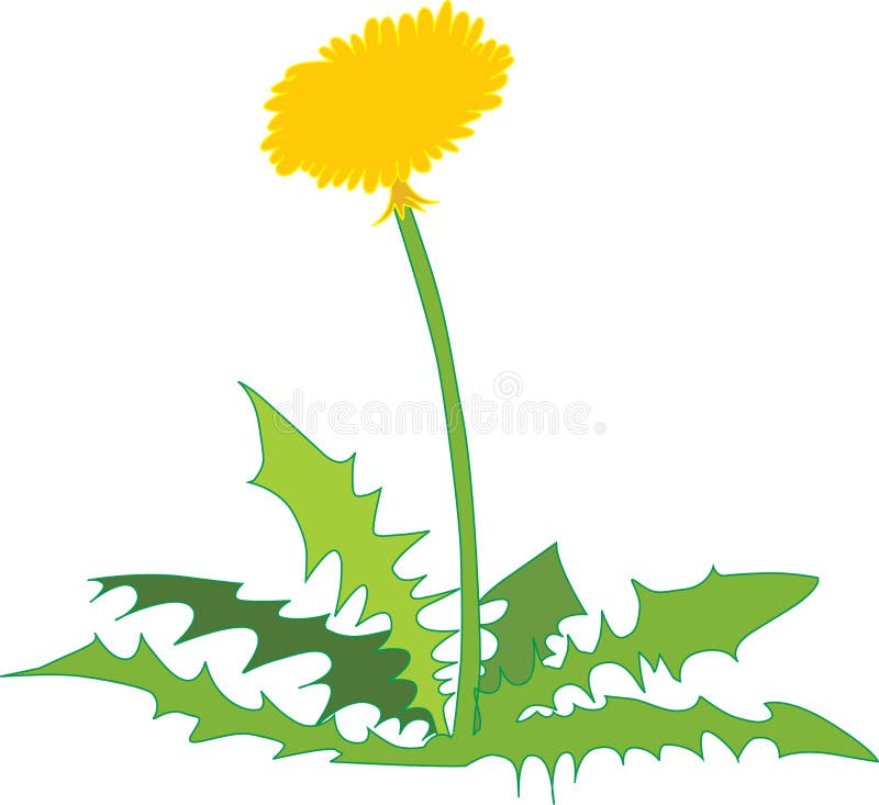 Maskros Stock Illustrationer, Vektorer, & Clipart – (25,088 Stock ...