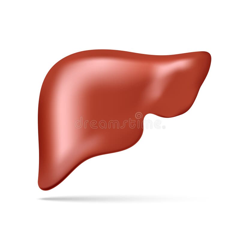 Vektorillustration Der Menschlichen Leber Vektor Abbildung ...
