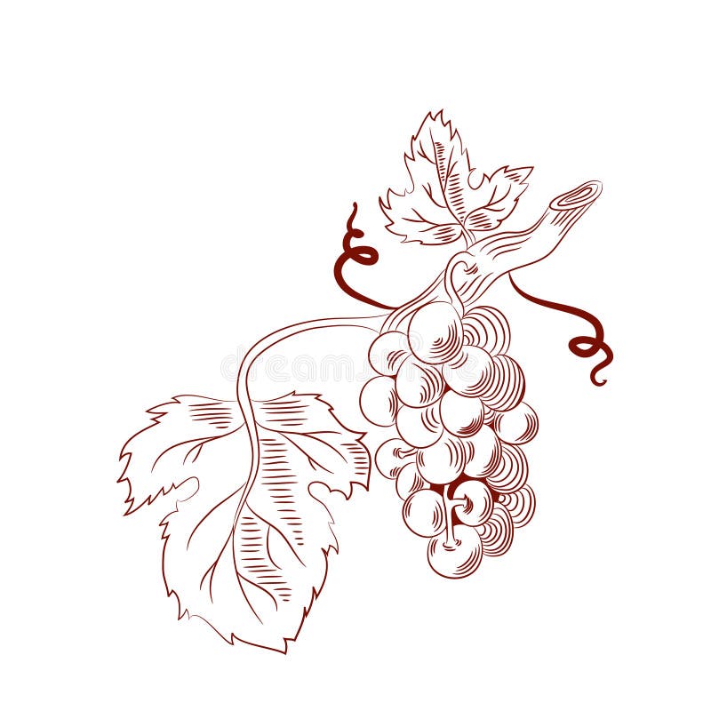 Vektorillustration Einer Weintraube Vektor Abbildung - Illustration von ...