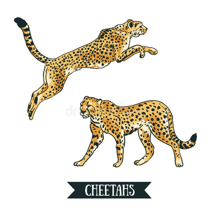 Vektorillustration Mit Leoparden/Gepard Springendes Tier Vektor ...