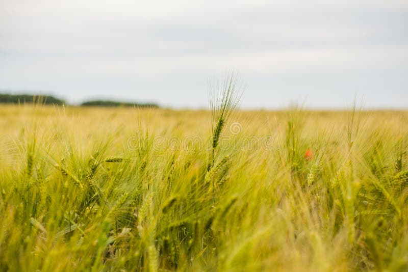 Veld En Horizon Van Groene Tarwe Stock Foto - Image of korrel ...