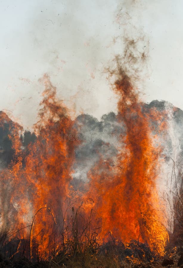 Veld Fire stock image. Image of annual, winter, flaring - 20436173