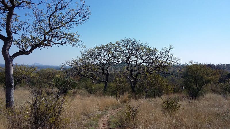 Veld stock image. Image of wild, path, veld, tree, nature - 106133193
