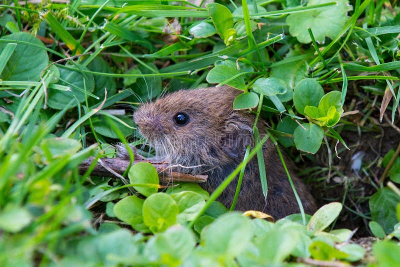 Veldmuis; Common Vole; Microtus Arvalis; Stock Photo - Image of ...