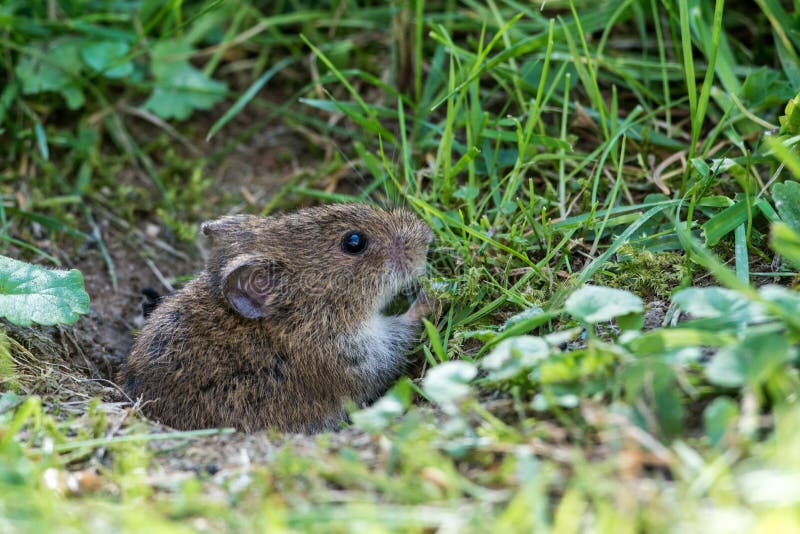 Veldmuis; Common Vole; Microtus Arvalis; Stock Photo - Image of vole ...