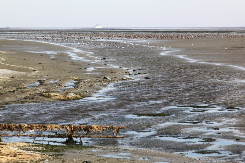 Waddenzee Dichtbij Noordkaap In Groningen, Holland Stock Foto ...