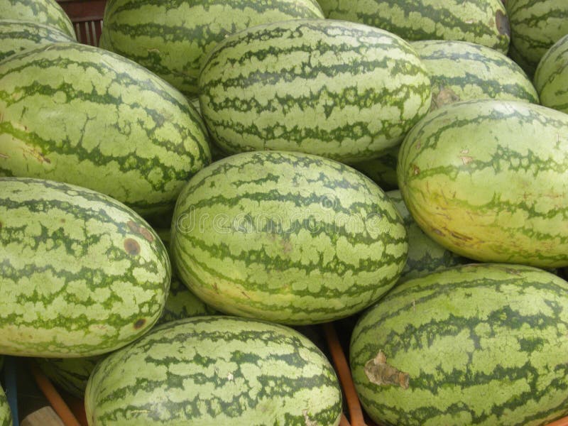 Gestapelde watermeloenen stock foto. Image of vreedzaam - 102501460