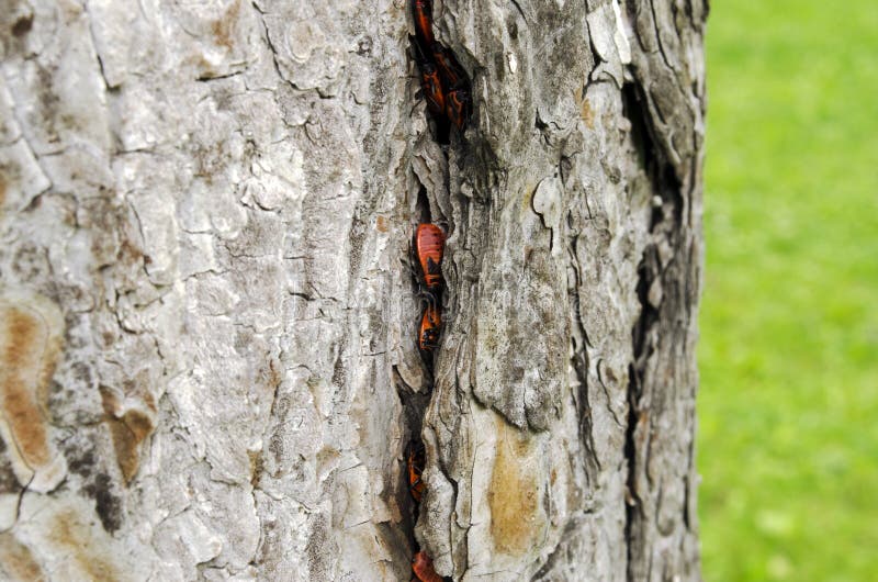 Vele insecten op een boom stock foto. Image of benen - 42750286