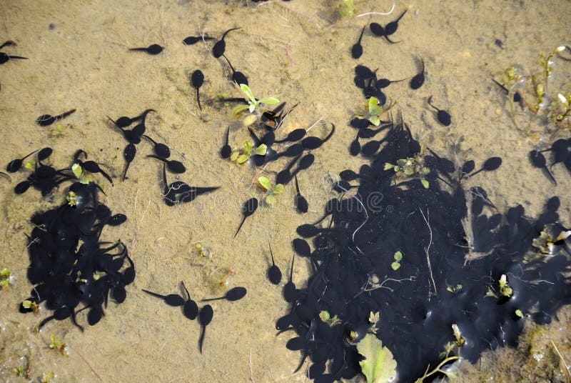 Kikkervisje stock afbeelding. Image of steen, larvaal - 29705477