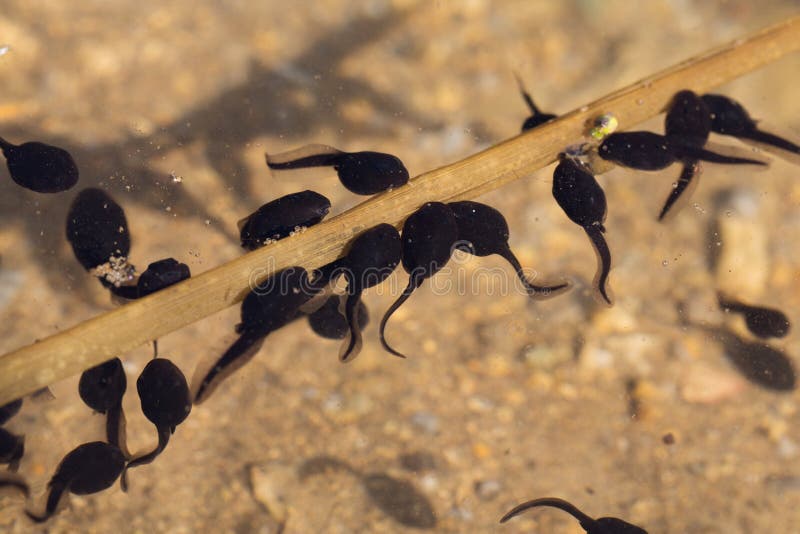 Heel Wat Kikkervisjes Zwemmen in Een Plastic Emmer De Toekomstige Die ...