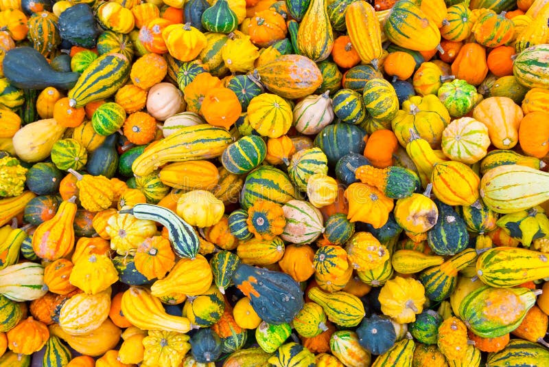 Sierpompoenen En -kalebasen Stock Foto - Image of groen, vrucht: 79271750