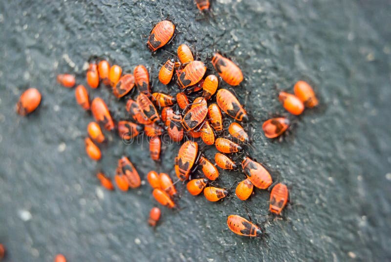 Vele Rode Insecten Op Boomschors Stock Afbeelding - Image of rood, nave ...
