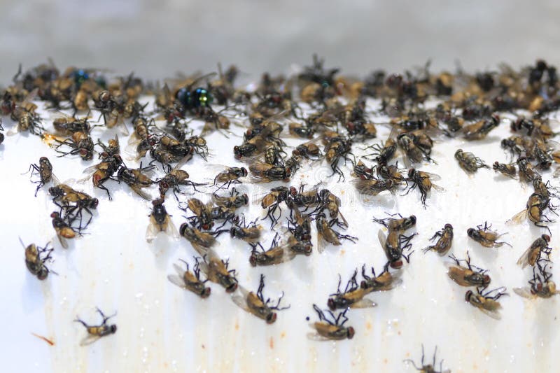 De Val Van De Vlieglijm Dode Die Vliegen Op Een Lijmval Worden ...