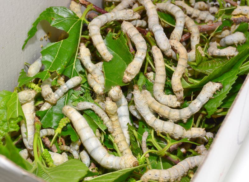 Het leven zijderups stock foto. Image of zijde, blad, voer - 6664218