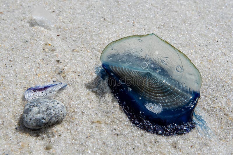 Velella Velella, by-the-wind-sailorm Close-up on the Sand Stock Image ...
