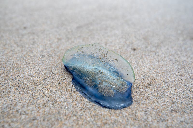 Velella Velella, by-the-wind-sailor Stock Photo - Image of closeup ...