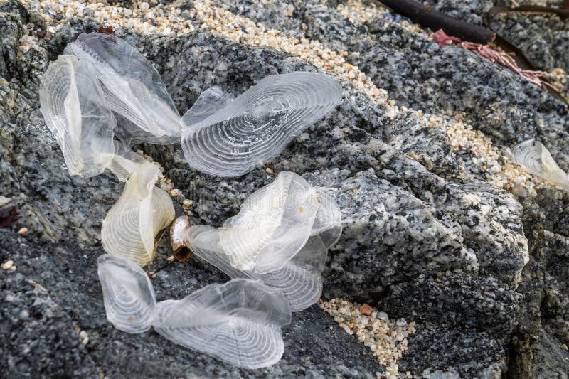 Velella Velella, by-the-wind-sailor Stock Photo - Image of beauty ...