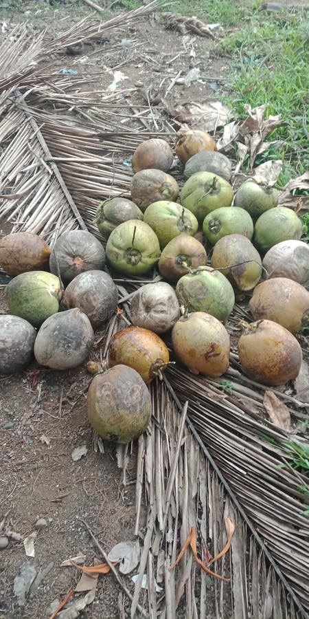 Velho Coco Que Foi Escolhido Imagem de Stock - Imagem de velho, coco ...