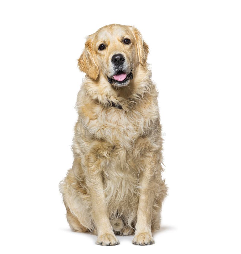 Velho Golden Retriever Isolado Em Branco Foto de Stock - Imagem de ...