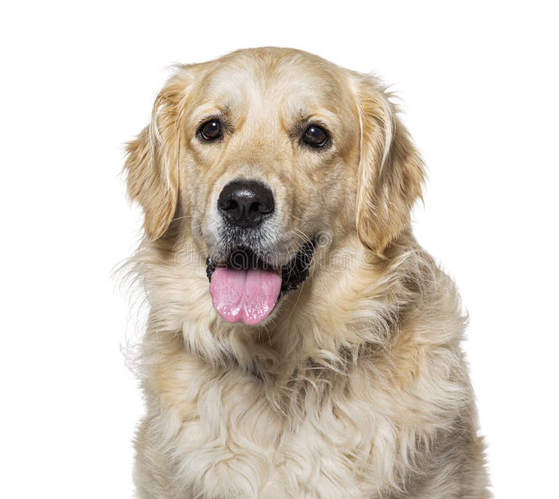 Velho Golden Retriever Isolado Em Branco Foto de Stock - Imagem de ...