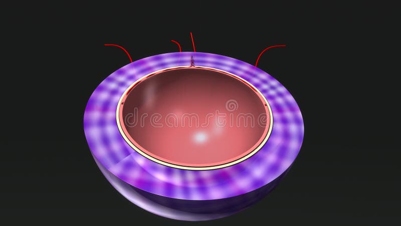 Vellosidades Coriónicas Terciarias Stock de ilustración - Ilustración ...