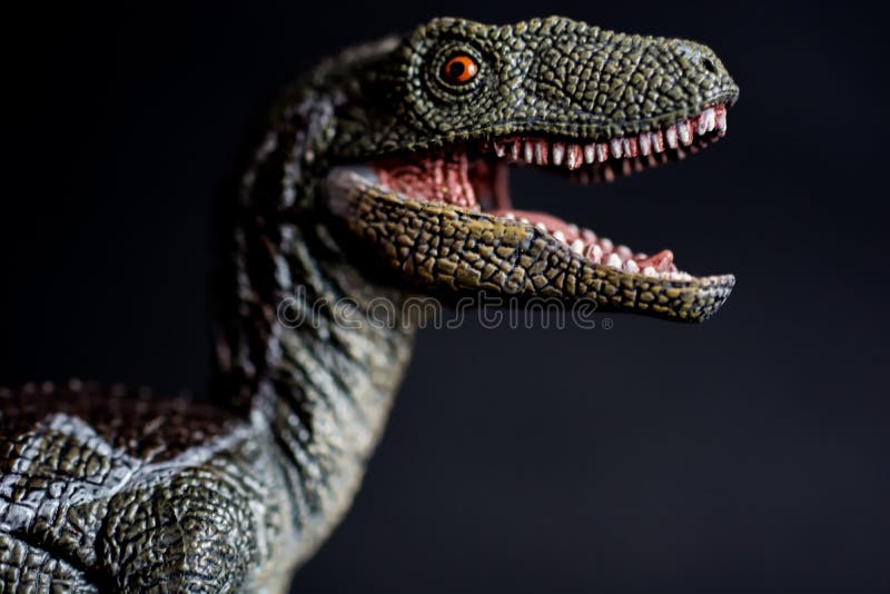 Velociraptor Smiling Head Dinosaur With Strange Head Lived On An