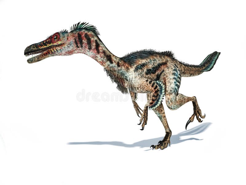 Velociraptor Dinosaur, Full Skeleton Scientifically Correct, Side View ...