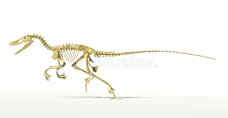 Velociraptor Dinosaur, Full Skeleton Scientifically Correct, Side View ...