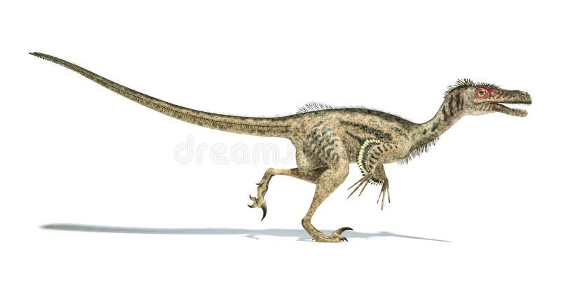 Velociraptor Dinosaur, Scientifically Correct, with Feathers. Stock ...