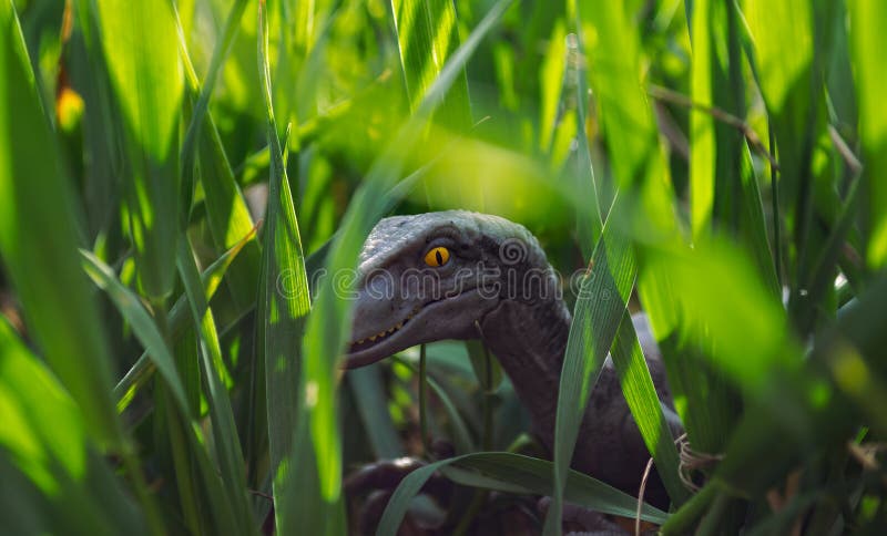 Velociraptor Dinosaur Toy in the Middle of Lush Green Grass Stock Image ...