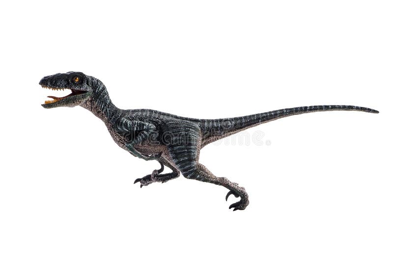 Velociraptor ,dinosaur on White Background Stock Photo - Image of ...