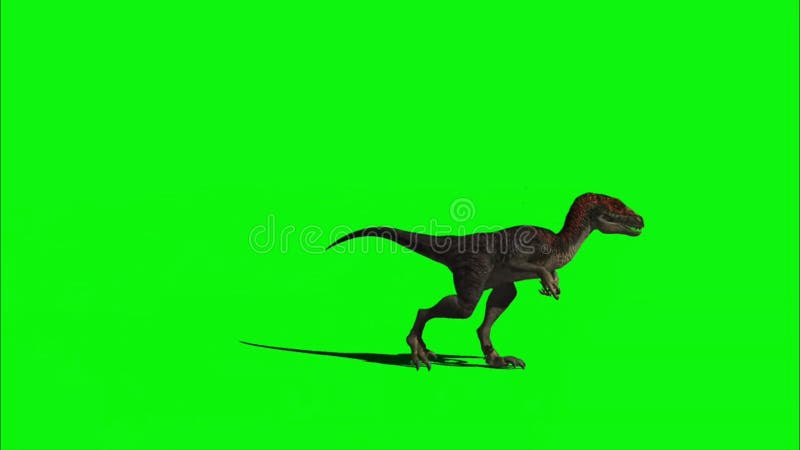 Velociraptor Walking on Green Screen Stock Footage - Video of nature ...