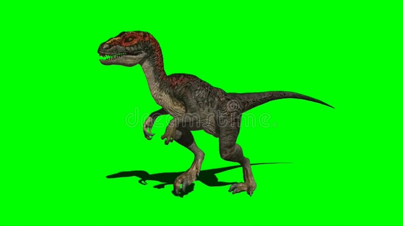 Velociraptor Walking on Green Screen Stock Footage - Video of slow ...