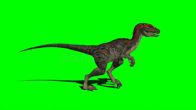 Velociraptor Walking on Green Screen Stock Video - Video of background ...