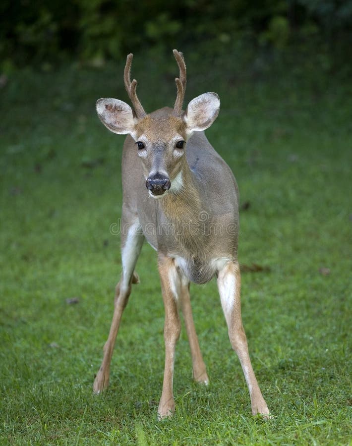 Velvet antlers stock photo. Image of wildlife, eyes, green - 21241502