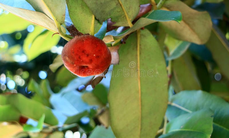 Velvet apple stock image. Image of talang, persimmon - 187699133
