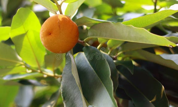 Velvet apple fruit stock image. Image of tree, sembolo - 331417955