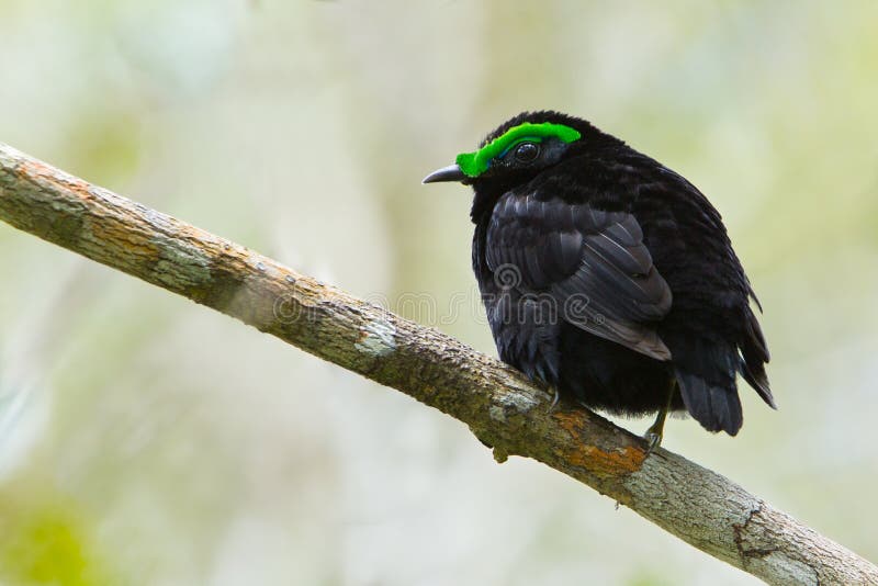Velvet Asity, Philepitta Castanea Stock Photo - Image of endeem ...