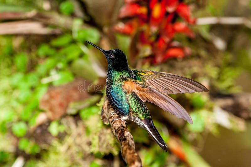 Velvet breasted Coronet stock image. Image of rainforest - 60085201
