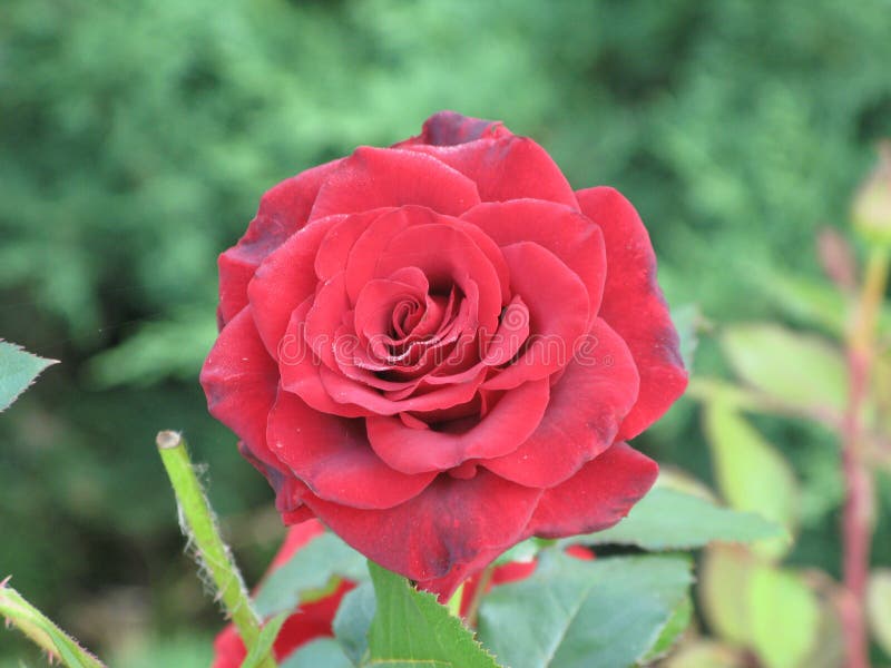 Velvet dark red rose stock image. Image of decoration - 76520365