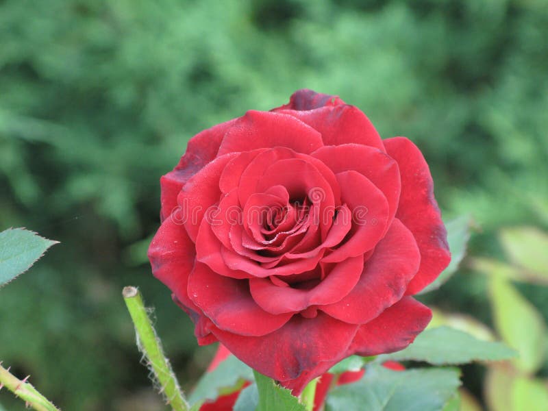 Dark red velvet rose stock photo. Image of summer, rose - 96066252