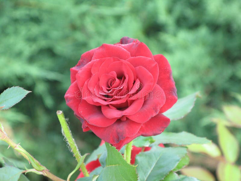 Velvet dark red rose stock image. Image of decoration - 76520417