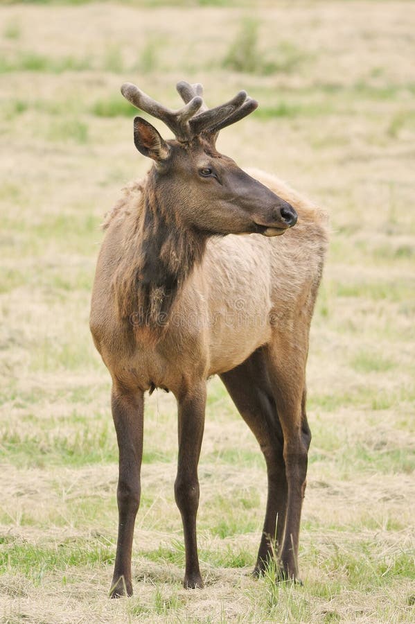 Velvet Elk stock image. Image of deer, wapiti, antler - 29531329