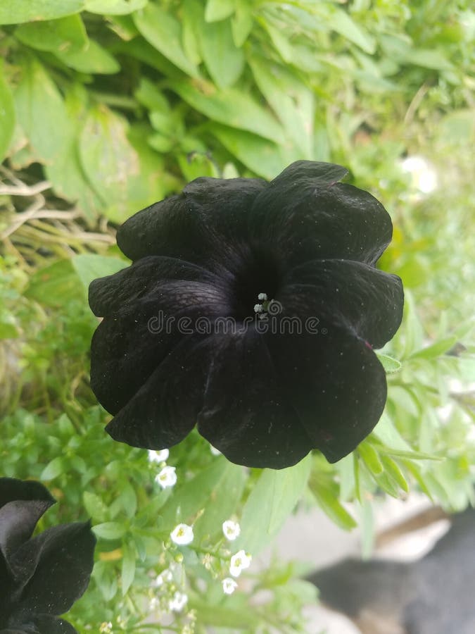 Velvet flower stock image. Image of black, flower, velvet - 125195607