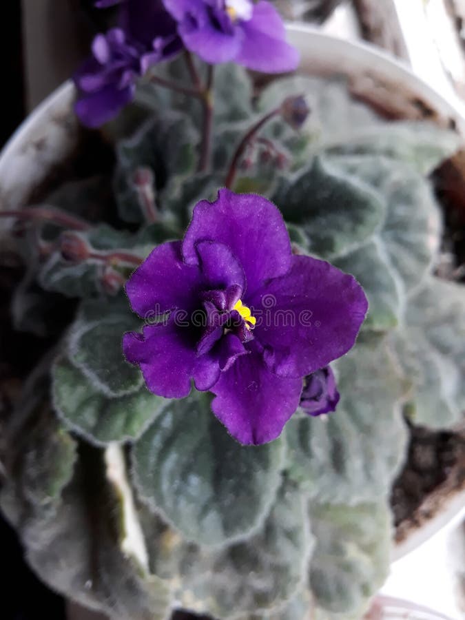 Velvet flower stock image. Image of bloom, pots, naturalness - 89733147