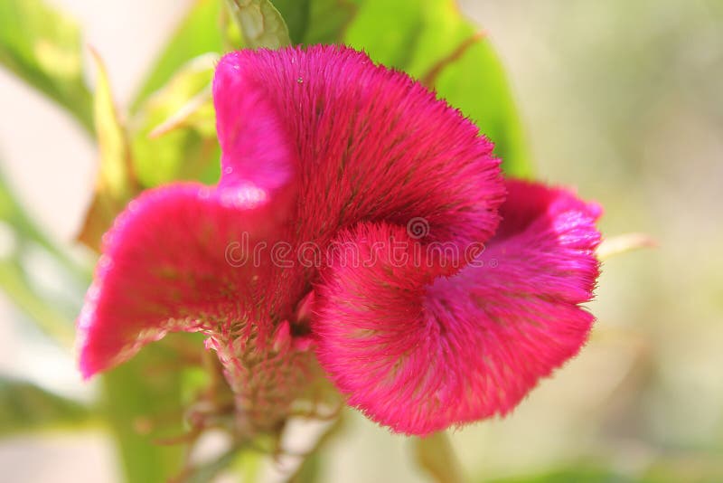 Velvet flower stock photo. Image of beautiful, velvet - 94079438