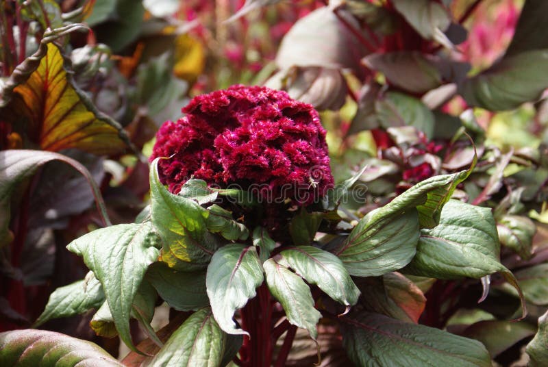 Velvet flower stock image. Image of garden, summer, flower - 150493383