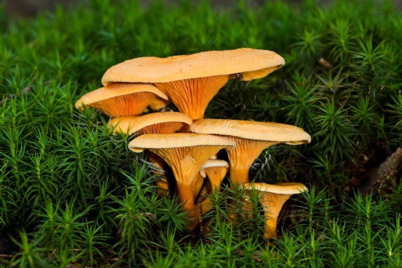 Velvet foot stock image. Image of edible, yellow, food - 27045473